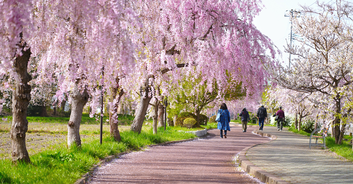 The Perfect Tohoku Itinerary – From Aomori to Fukushima in 4 Days | Chubb