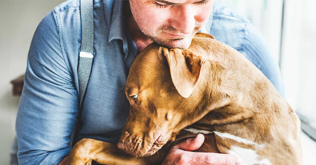 Protecting your pets during hurricane season | Chubb
