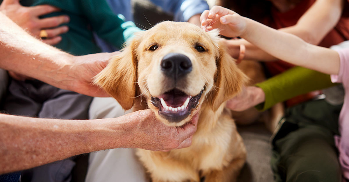 Protect your pets with an animal evacuation plan | Chubb