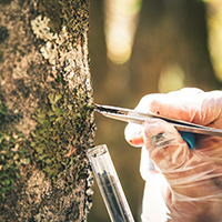 Why it’s important to give your trees a healthcare checkup | Chubb
